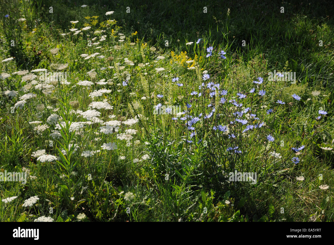 Chicory, yellow weed and wild carrot Stock Photo - Alamy