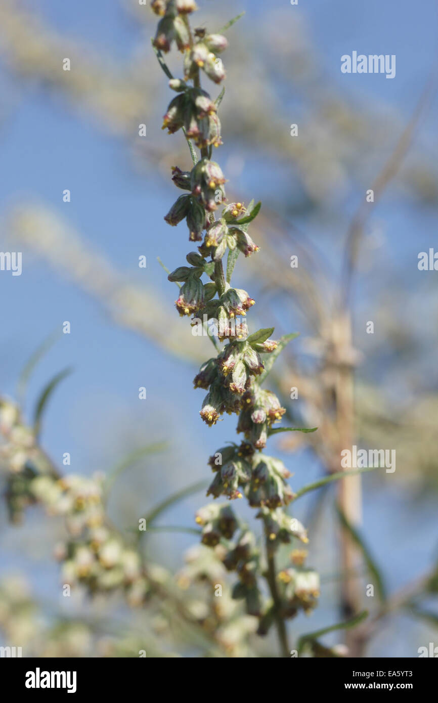 Common wormwood hi-res stock photography and images - Alamy