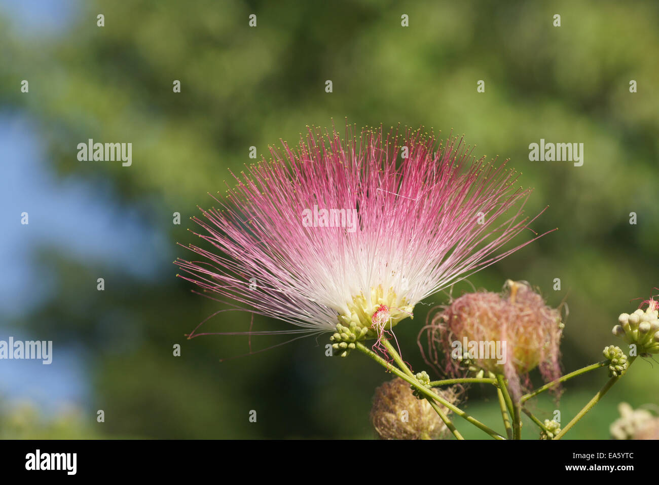 Lebbek tree hi-res stock photography and images - Alamy