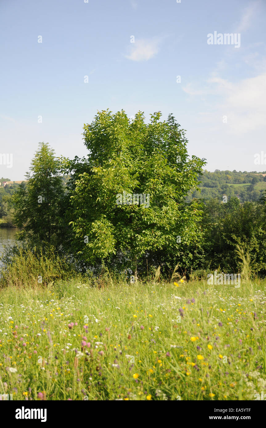 Walnut flower hi-res stock photography and images - Alamy