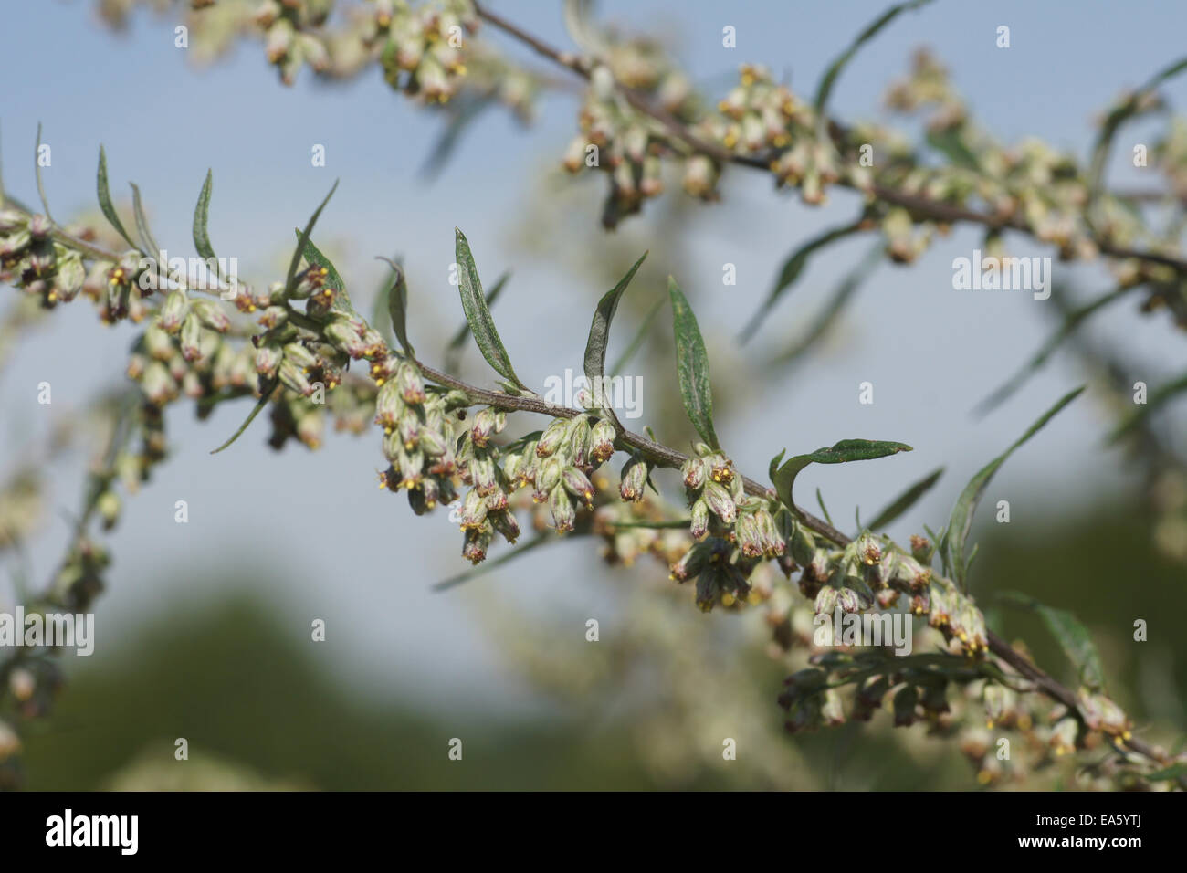 Common wormwood hi-res stock photography and images - Alamy