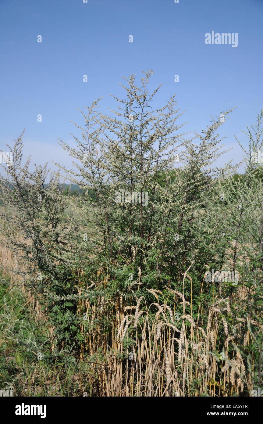 Common wormwood hi-res stock photography and images - Alamy