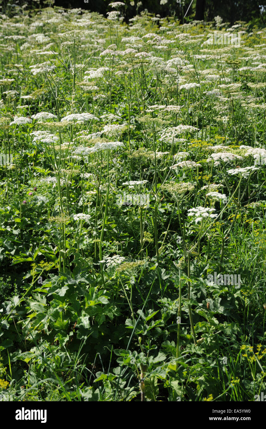 Common hogweeds hi-res stock photography and images - Alamy