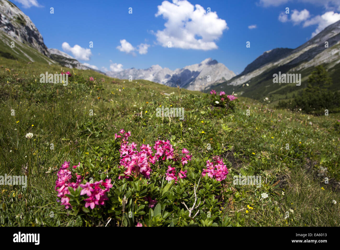 roses in the alps Stock Photo - Alamy
