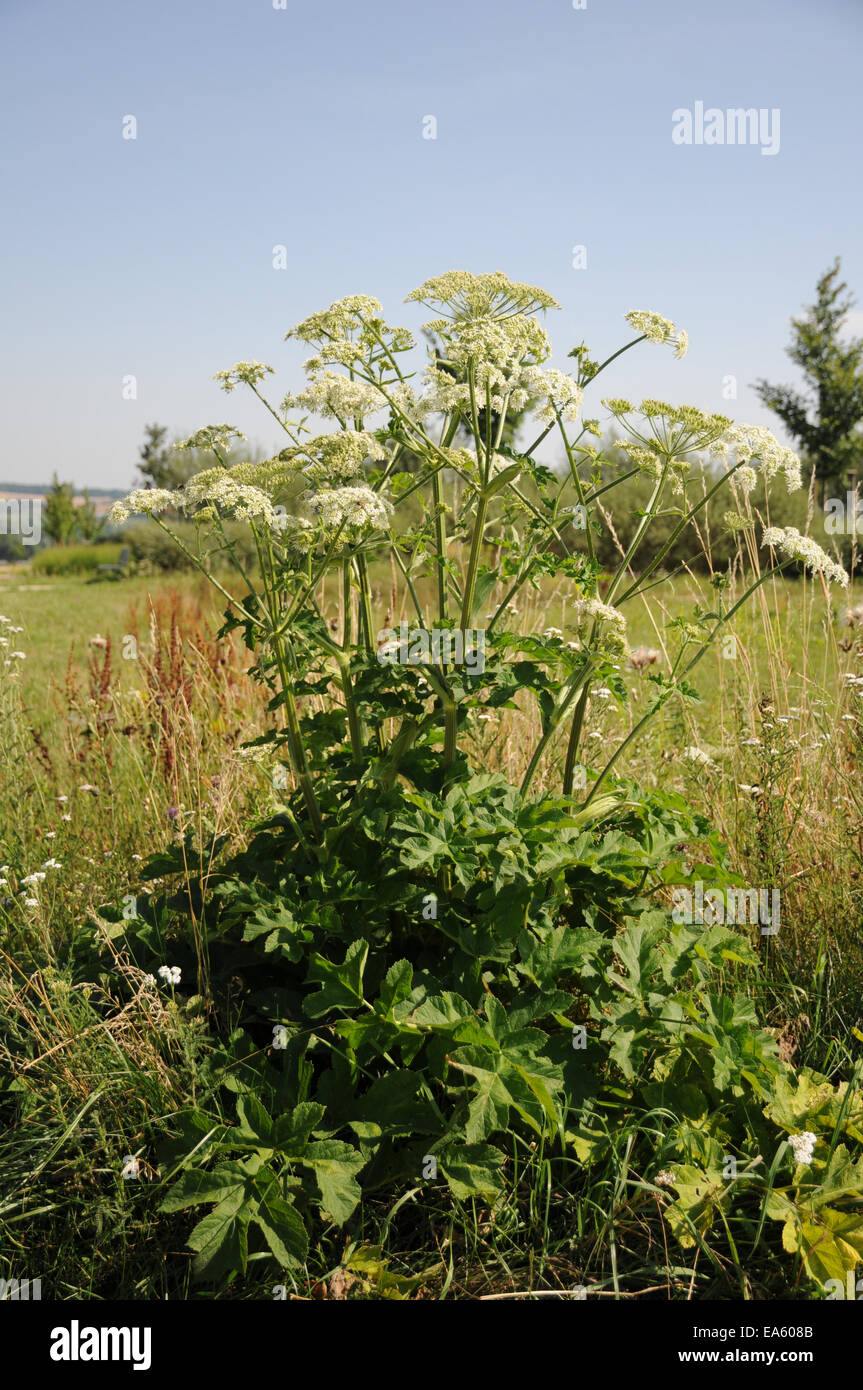 Common hogweeds hi-res stock photography and images - Alamy