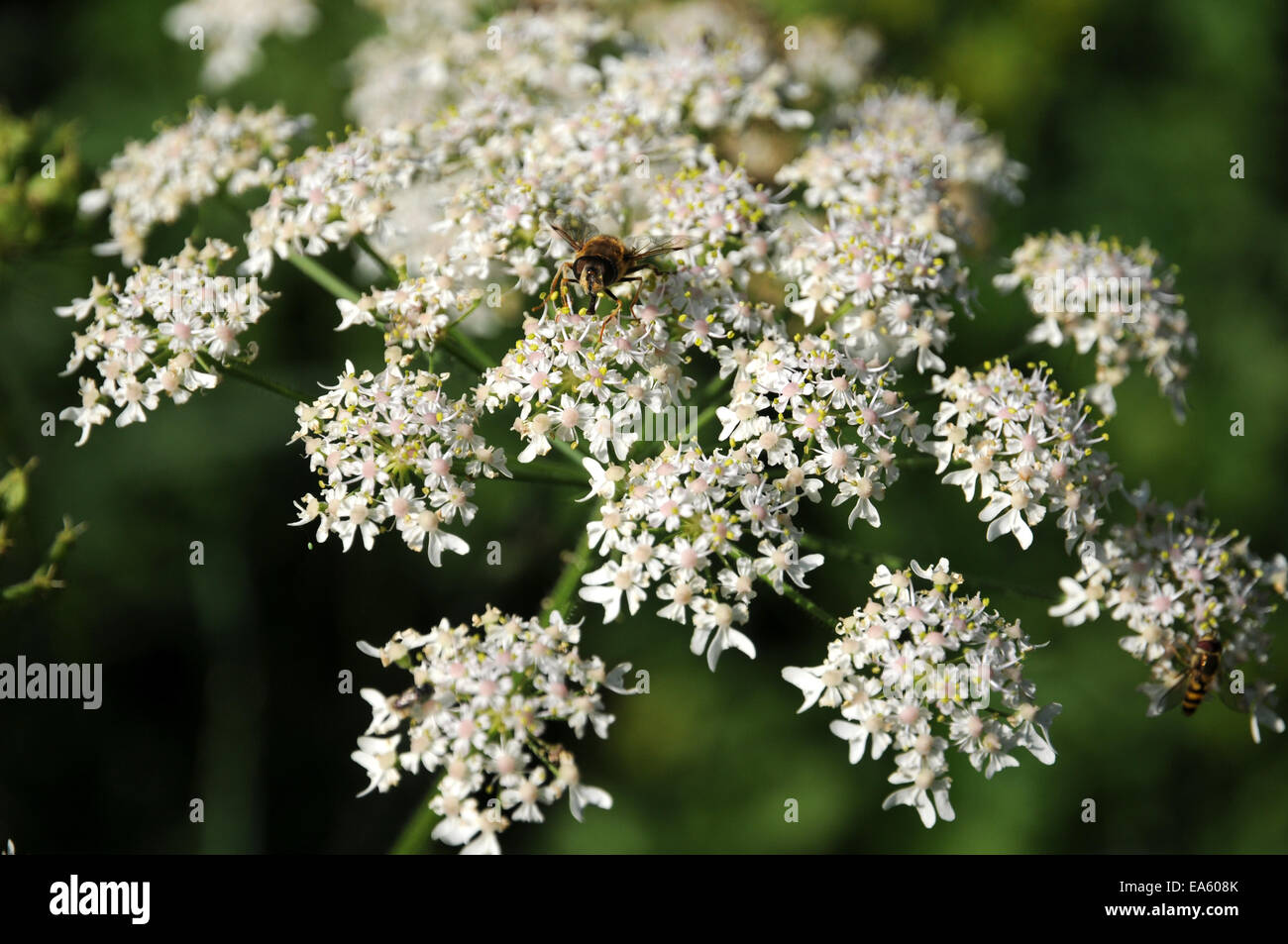 Common hogweeds hi-res stock photography and images - Alamy