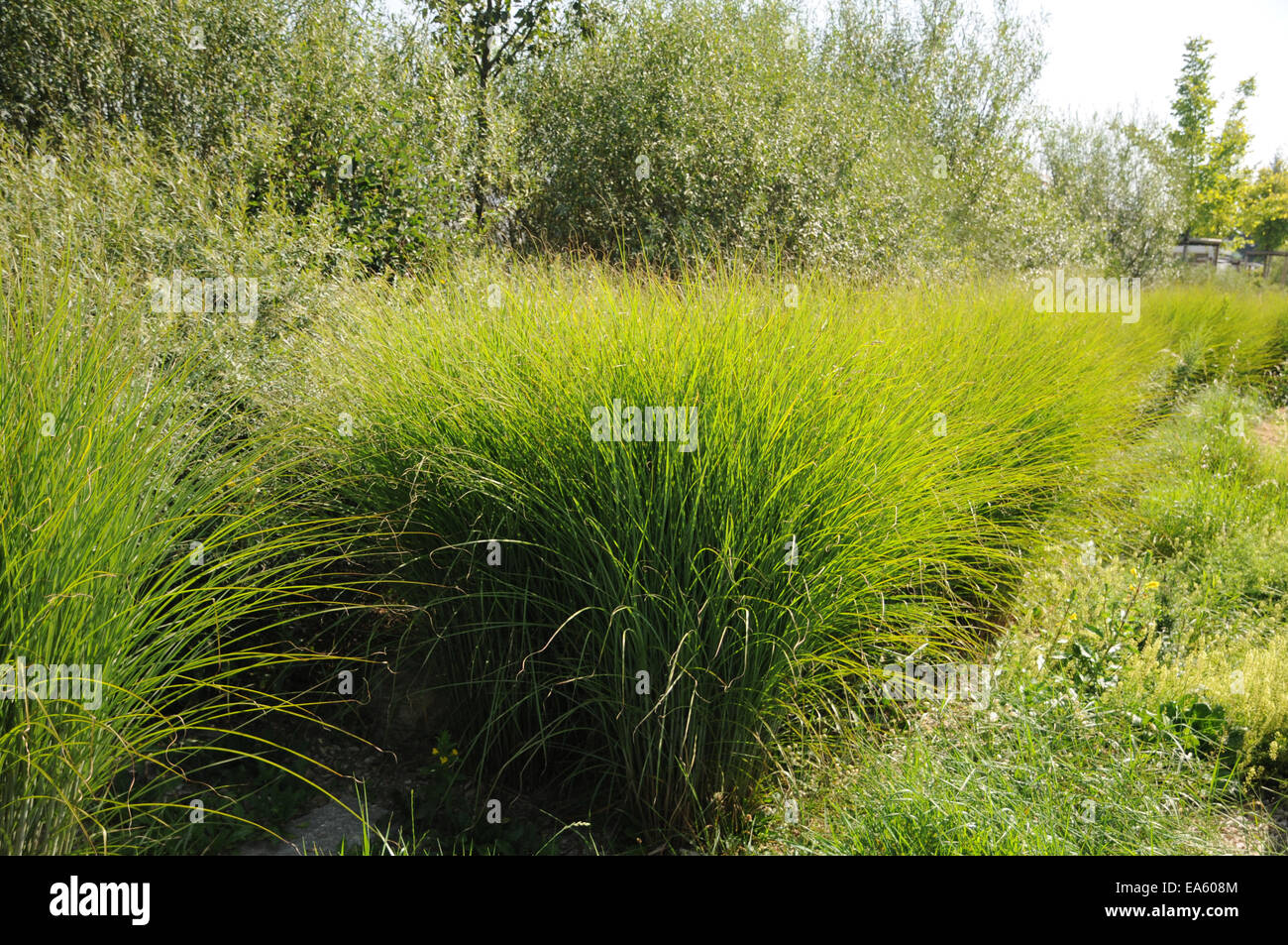 Chinese silver gras hi-res stock photography and images - Alamy