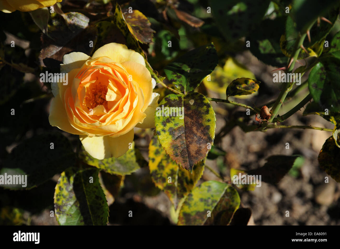 Roses disease hi-res stock photography and images - Alamy