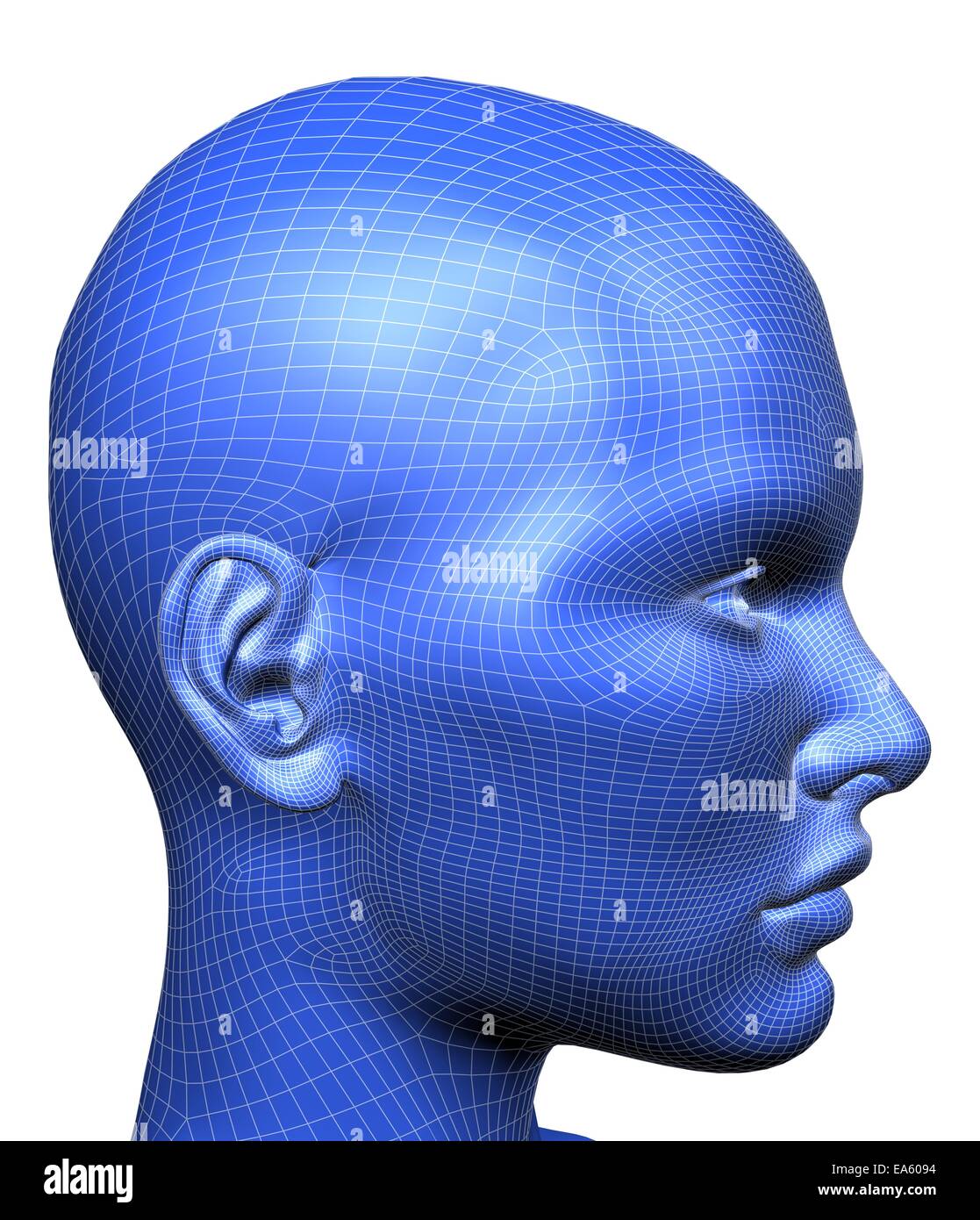 blue 3d human model with mesh, digitally generated image Stock Photo ...
