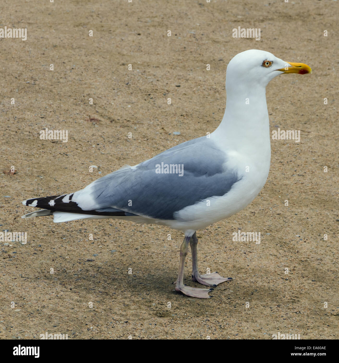 Bids eye view hi-res stock photography and images - Alamy