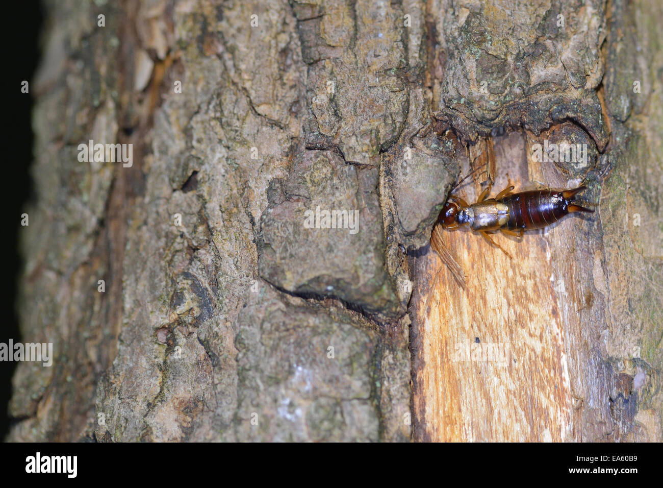 Common earwig european earwig forficula hi-res stock photography and ...