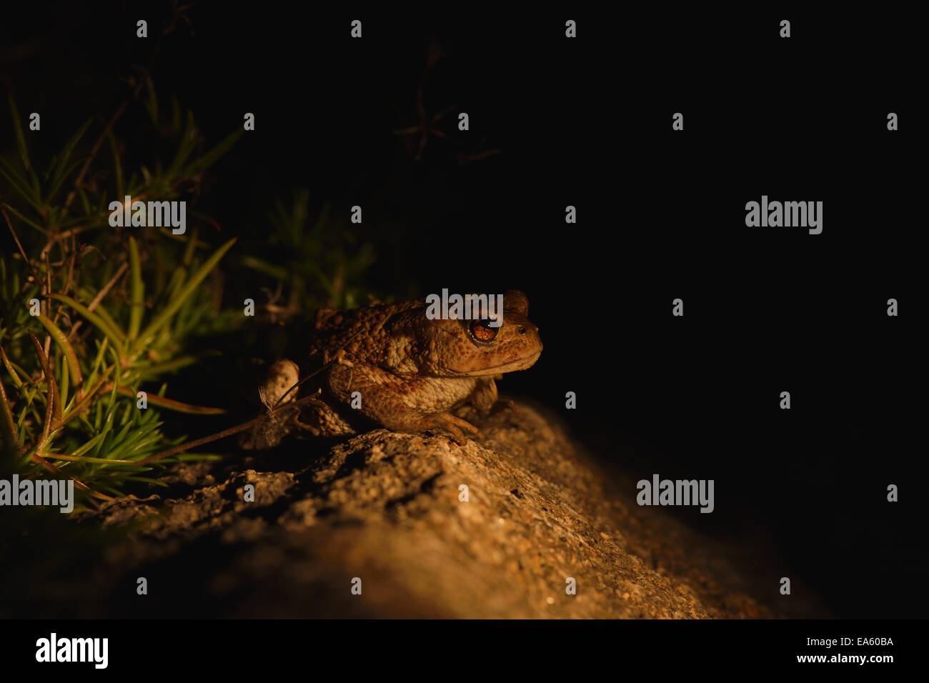 Country toads hi-res stock photography and images - Alamy