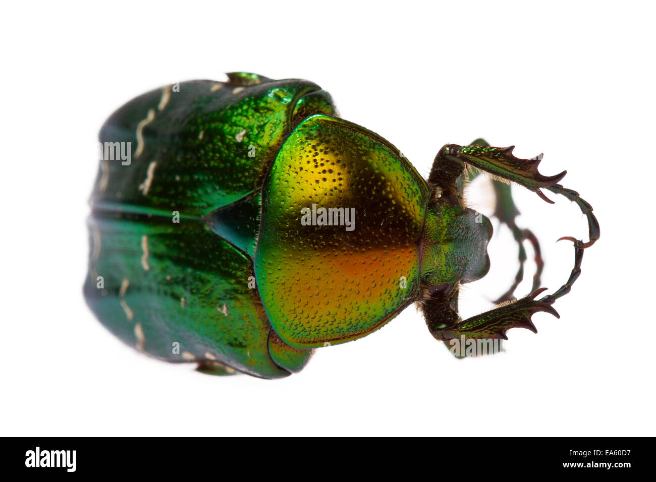 Rose chafer cetonia aurata Cut Out Stock Images & Pictures - Alamy