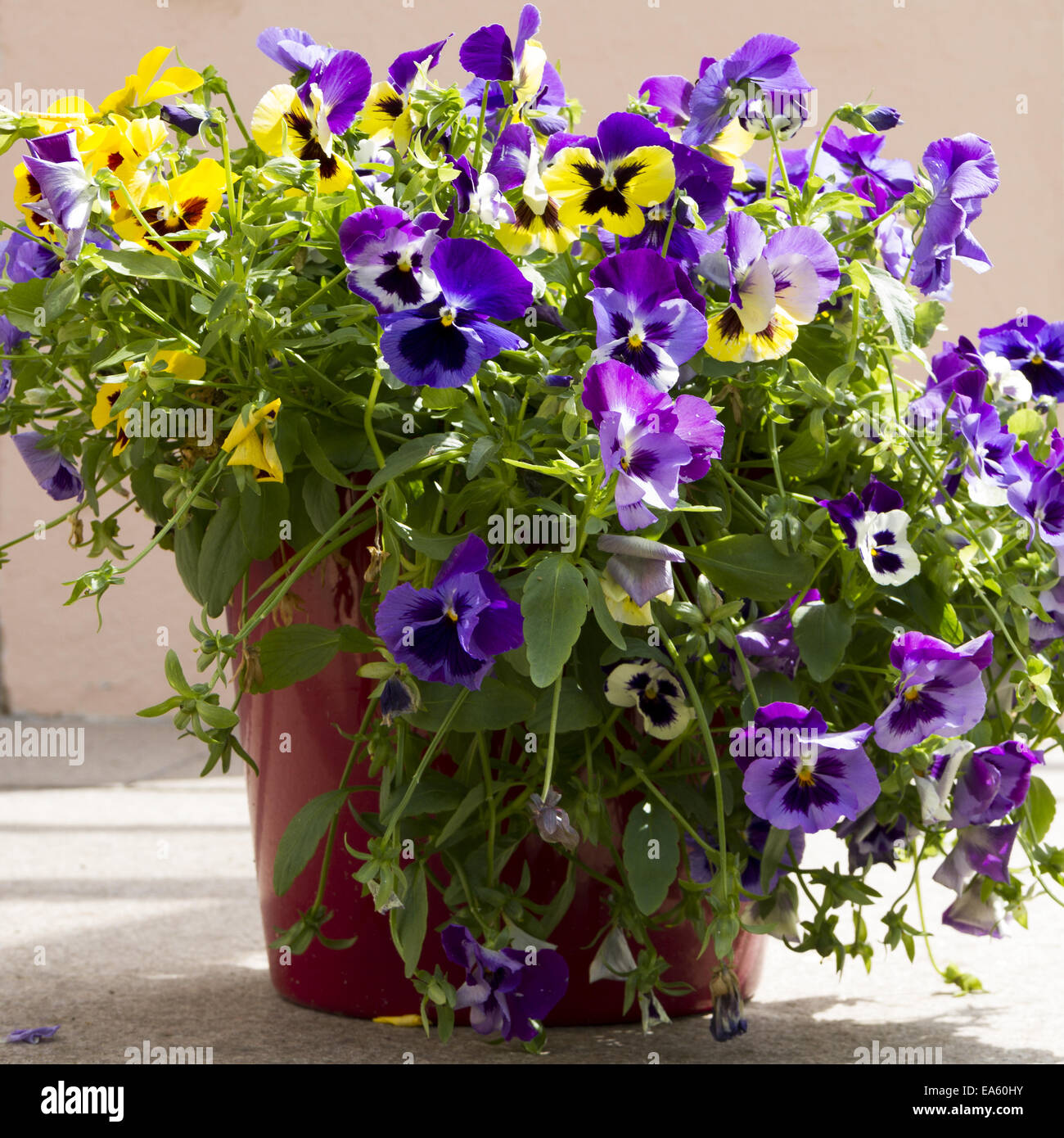 Potted wildflowers hi-res stock photography and images - Alamy