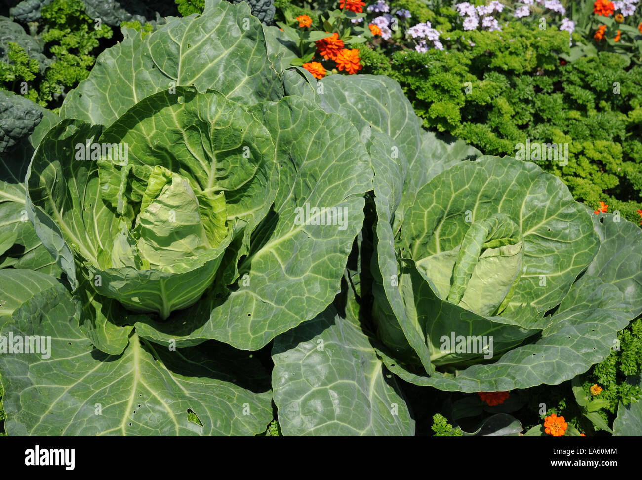 Filderkraut Cabbage High Resolution Stock Photography and Images - Alamy