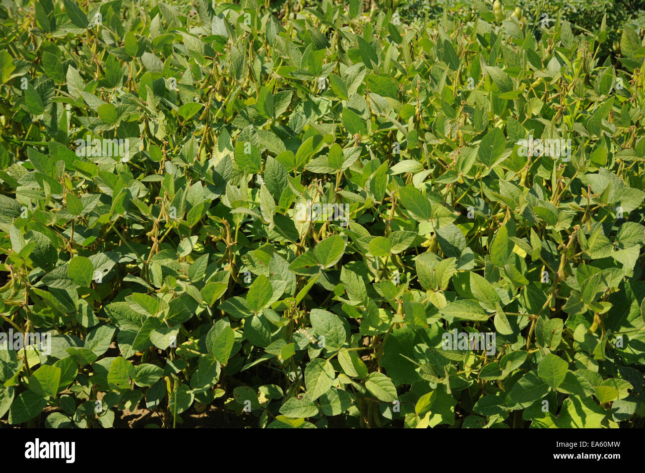Soya bean hi-res stock photography and images - Alamy