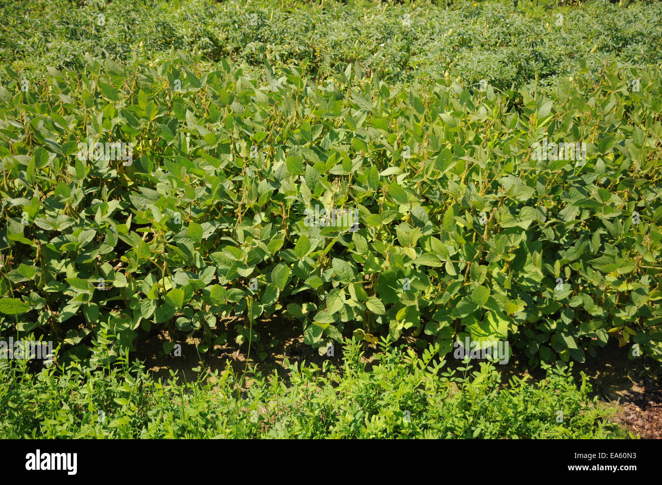 Soya bean hi-res stock photography and images - Alamy