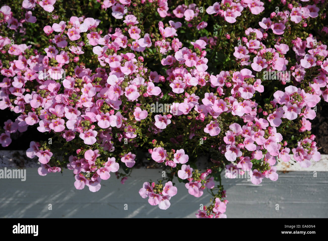 Twinspur hi-res stock photography and images - Alamy