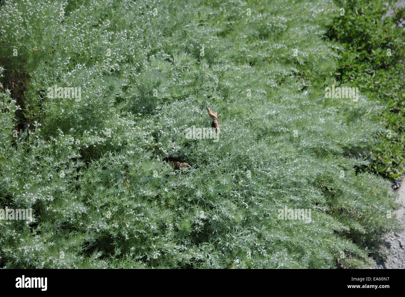 Silver mound artemisia Stock Photo - Alamy