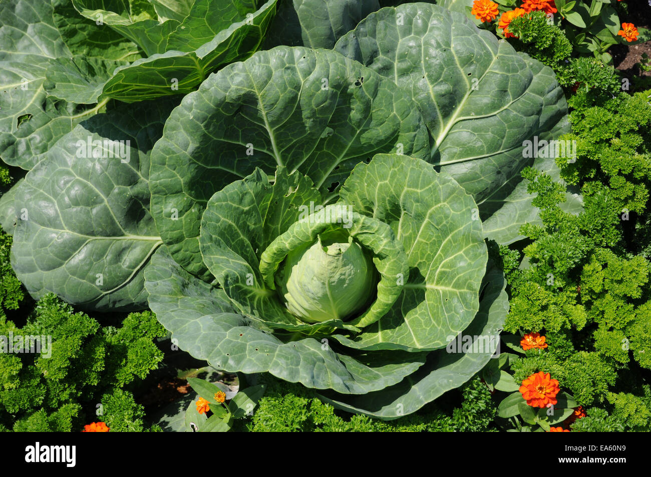 Filderkraut Cabbage High Resolution Stock Photography and Images - Alamy