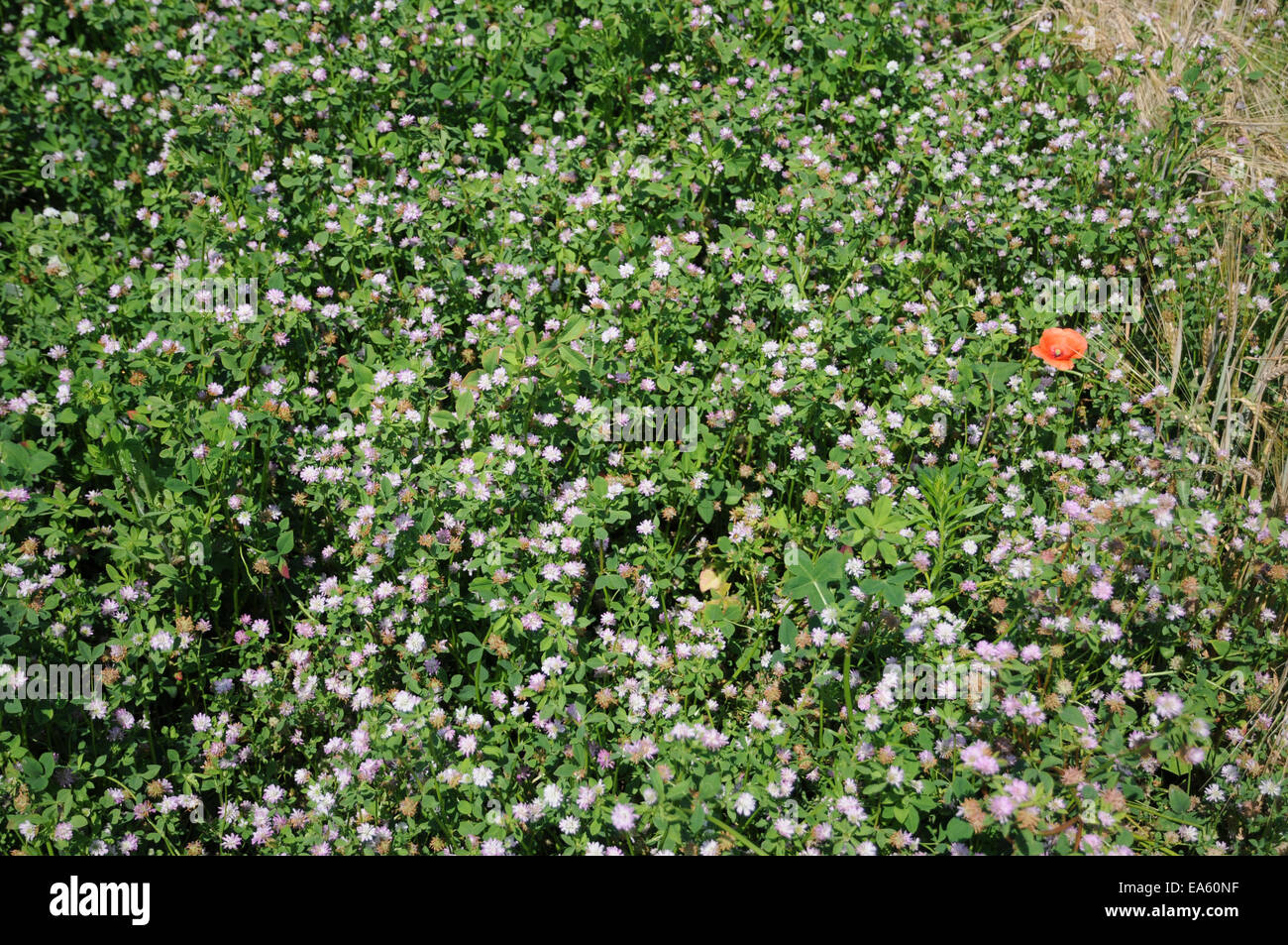 Perserklee hi-res stock photography and images - Alamy