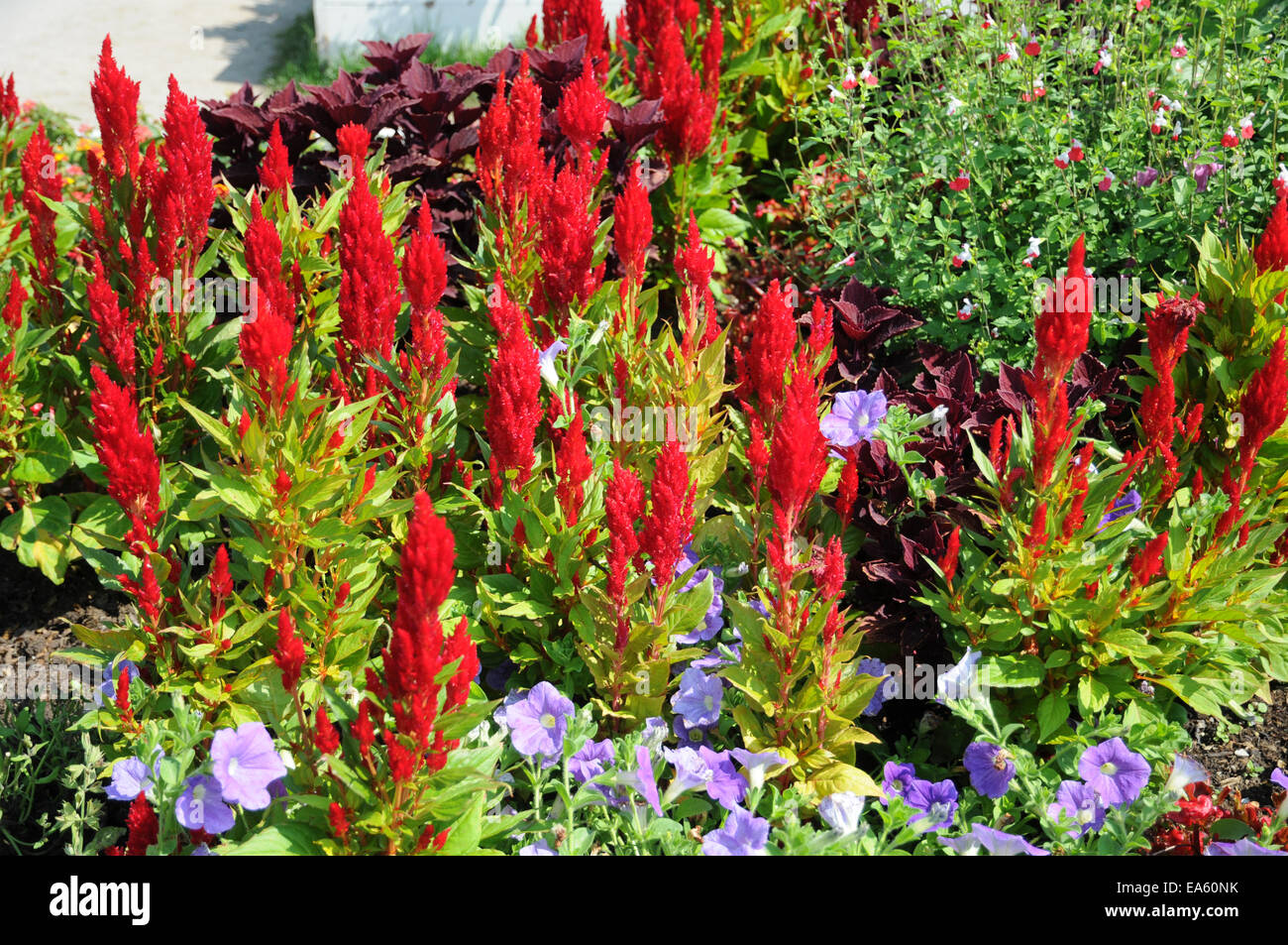Celosia blume hi-res stock photography and images - Alamy