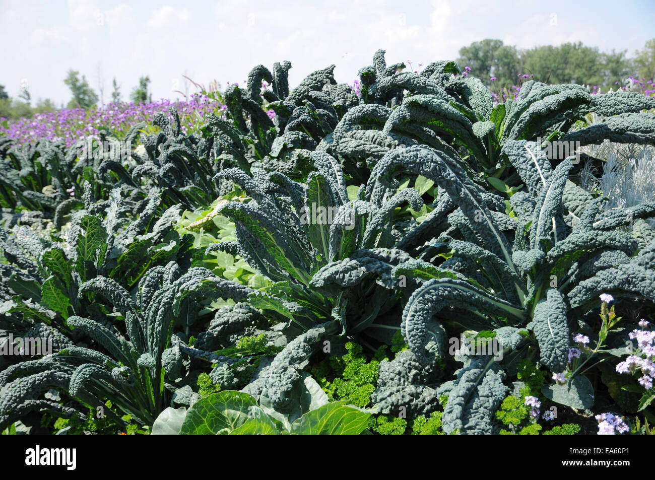 Toskanischer kohl hi-res stock photography and images - Alamy