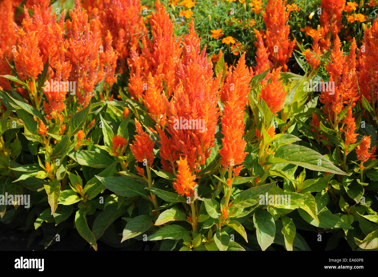 Brandsch hi-res stock photography and images - Alamy