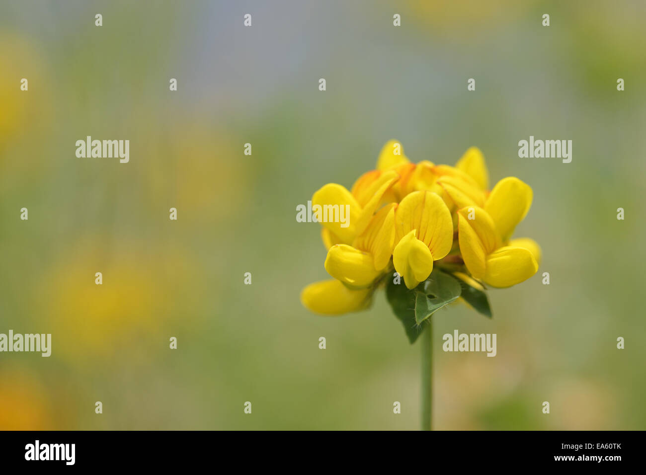 Trefoil hi-res stock photography and images - Alamy