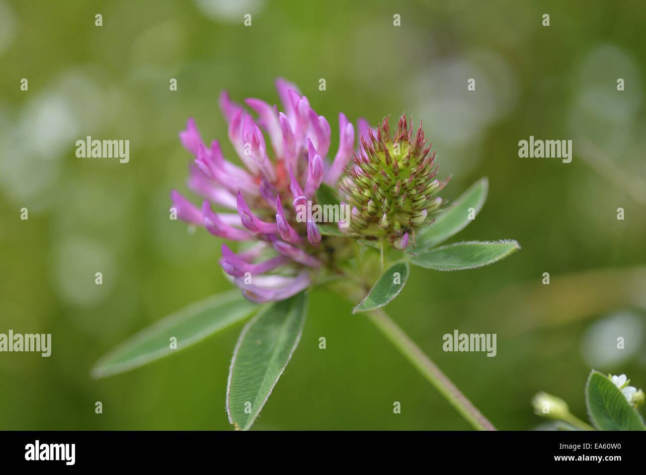 Red clover leaves hi-res stock photography and images - Alamy