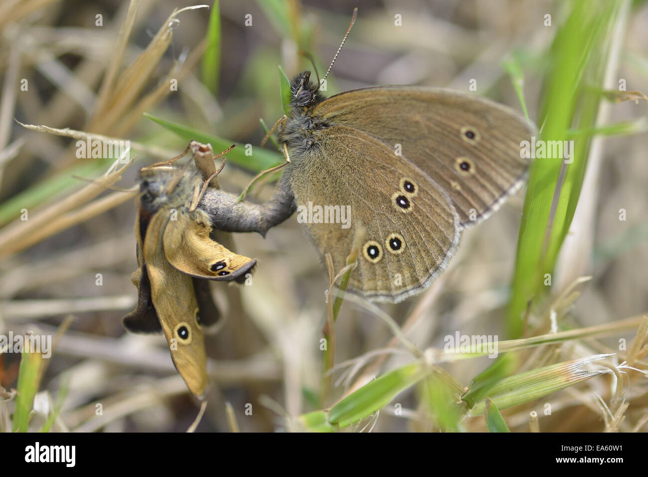 Ringlet hi-res stock photography and images - Alamy