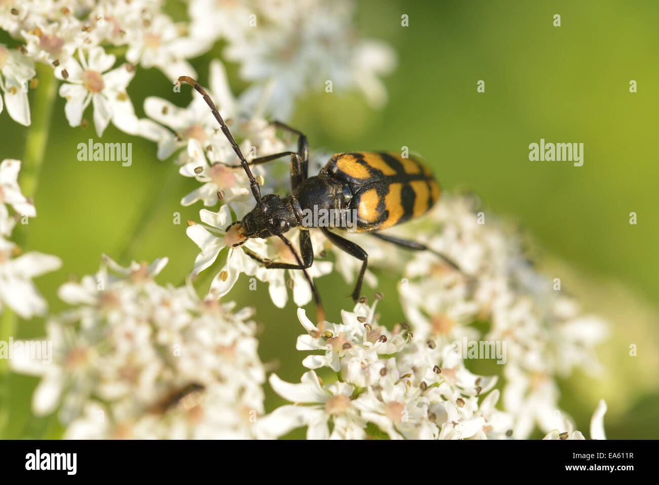 Four-banded longhorn beetle Stock Photo - Alamy