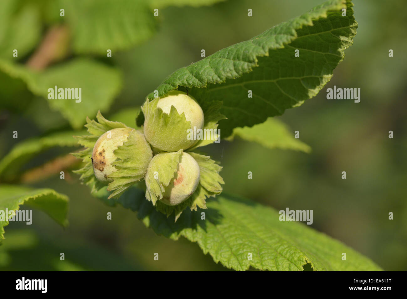 Hazel nuts bush Stock Photo - Alamy