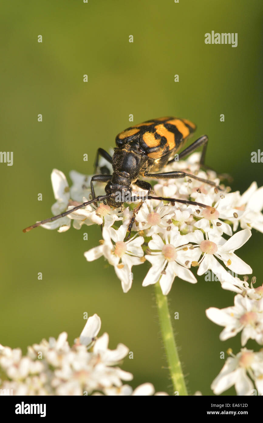 Four beetles hi-res stock photography and images - Alamy
