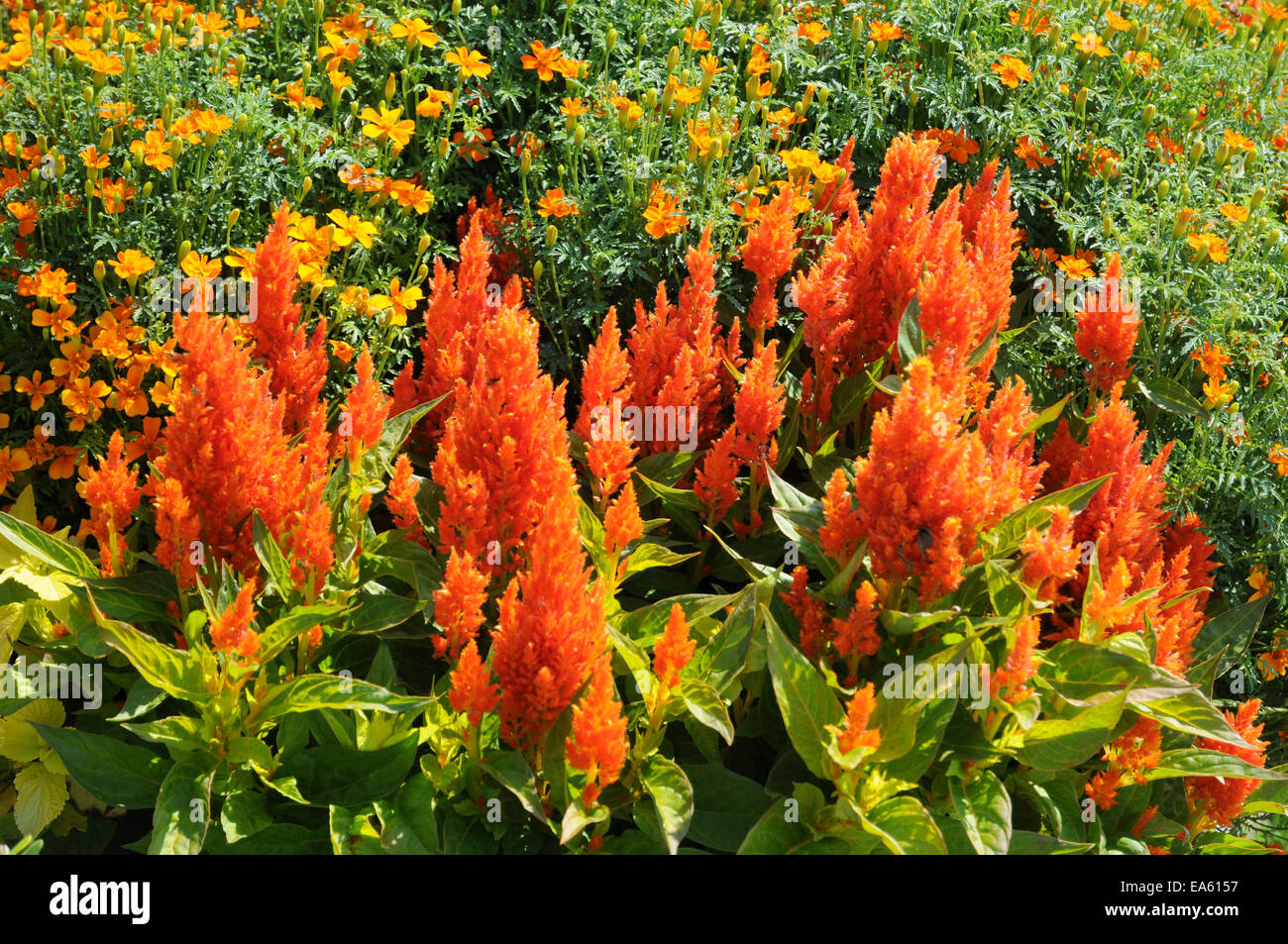 Celosia blume hi-res stock photography and images - Alamy