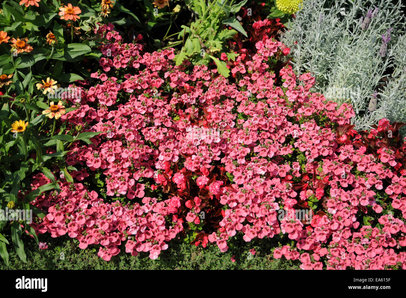 Twinspur diascia hi-res stock photography and images - Alamy