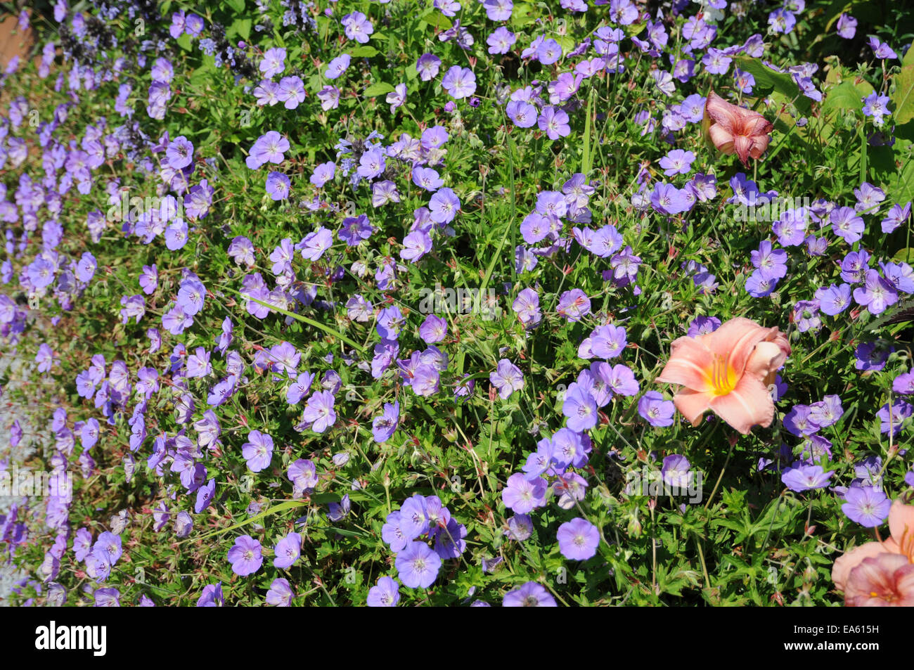 Geranium wallichianum hi-res stock photography and images - Alamy
