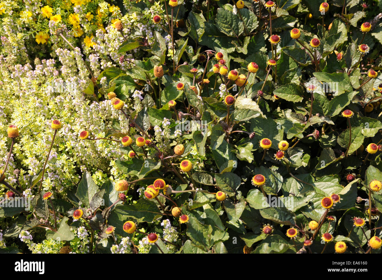 Toothache plant hi-res stock photography and images - Alamy