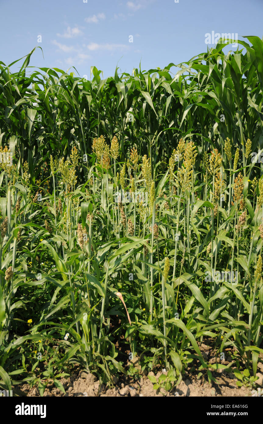 Sudanense hi-res stock photography and images - Alamy