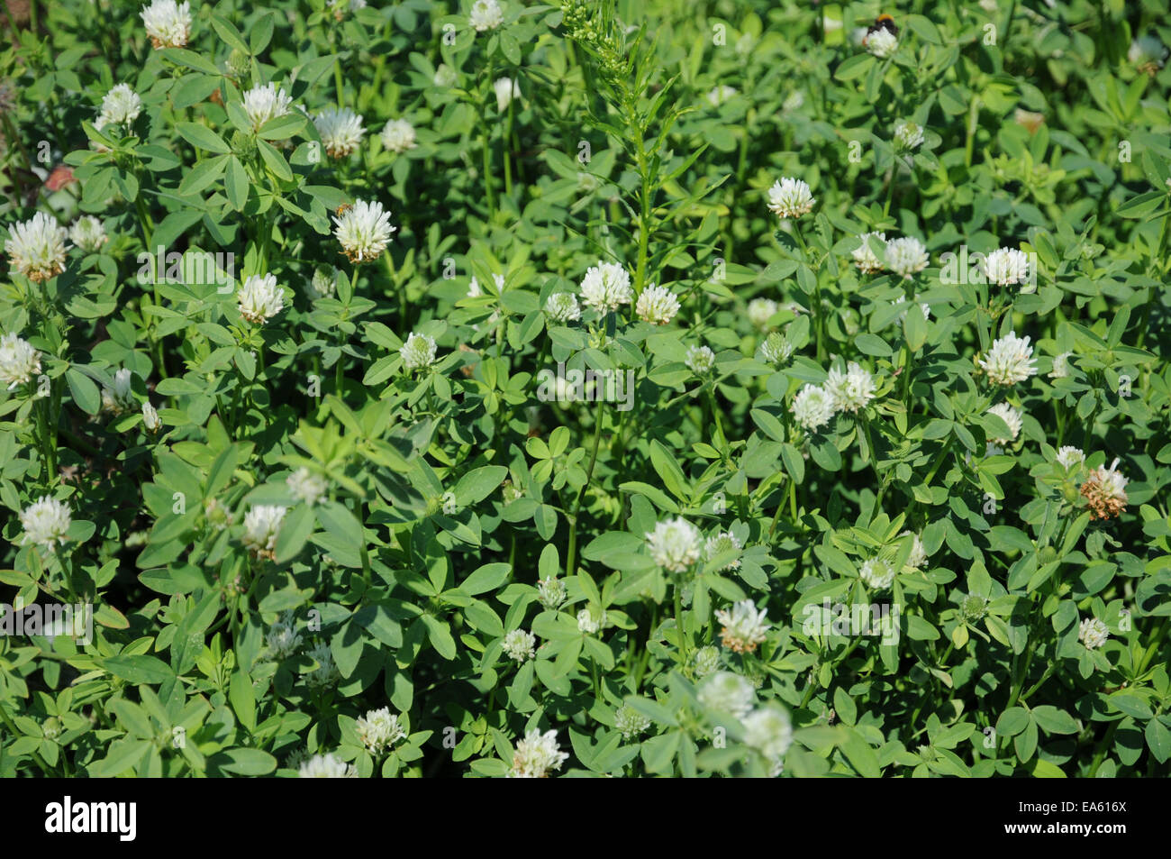 Berseem clover trifolium hi-res stock photography and images - Alamy