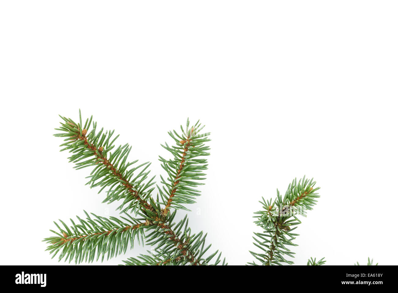 spruce twig on white background, christmas backdrop Stock Photo - Alamy