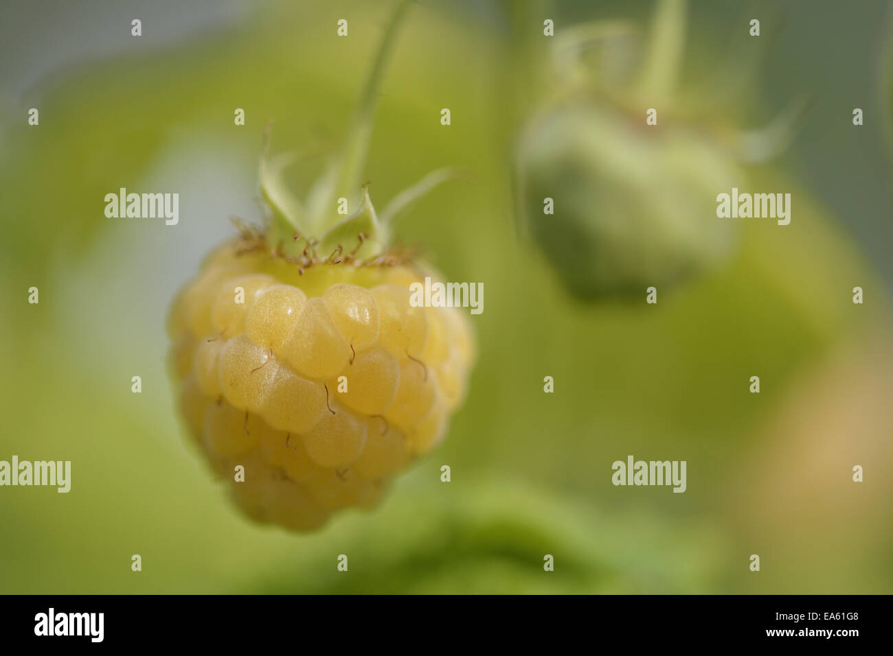 Called yellow raspberry hi-res stock photography and images - Alamy