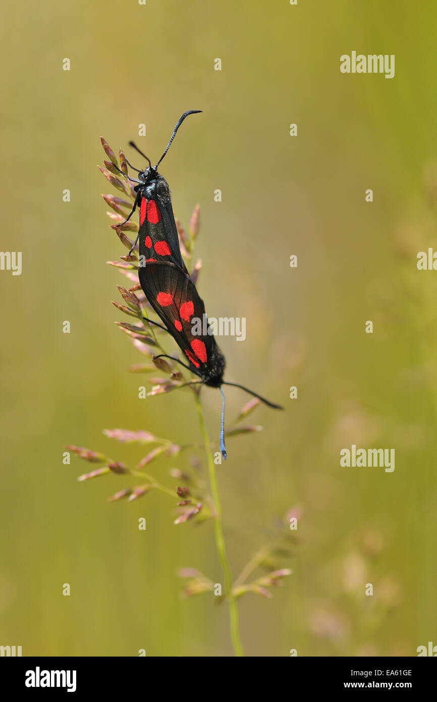 Portrait format six spot burnet hi-res stock photography and images - Alamy