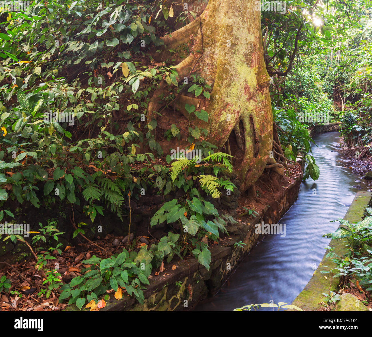Forest in Ubud Stock Photo - Alamy