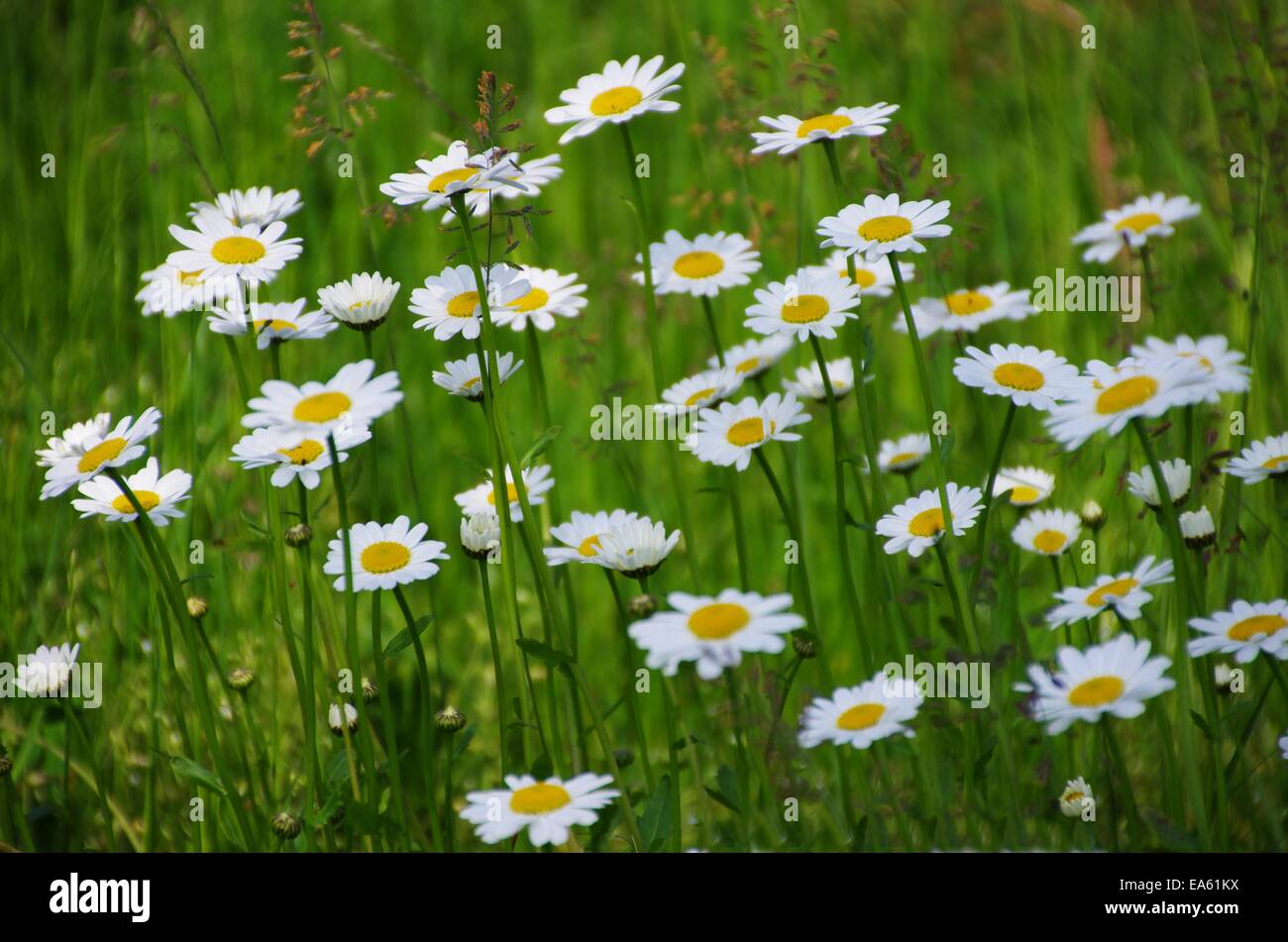 Magerieten hi-res stock photography and images - Alamy
