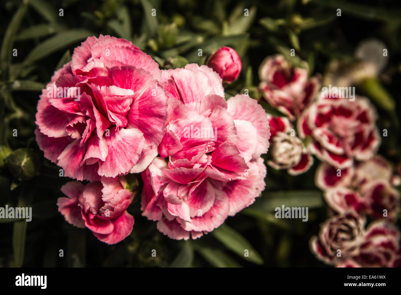 Beautiful pink carnation flower in a green garden at spring time Stock ...
