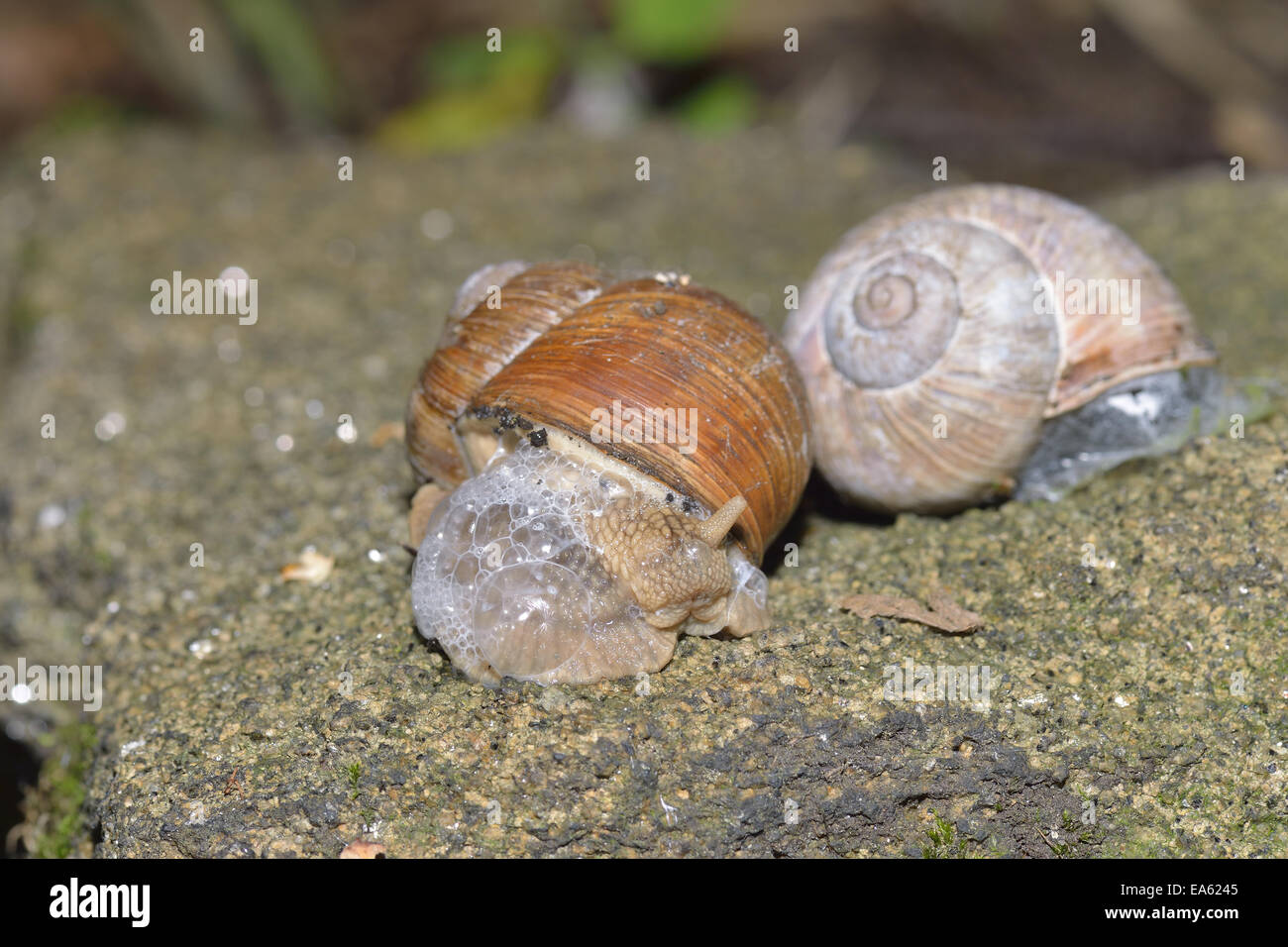 Burgundy Snail Shells High Resolution Stock Photography and Images - Alamy