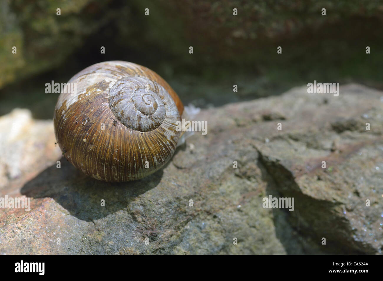 Burgundy snail shells hi-res stock photography and images - Alamy