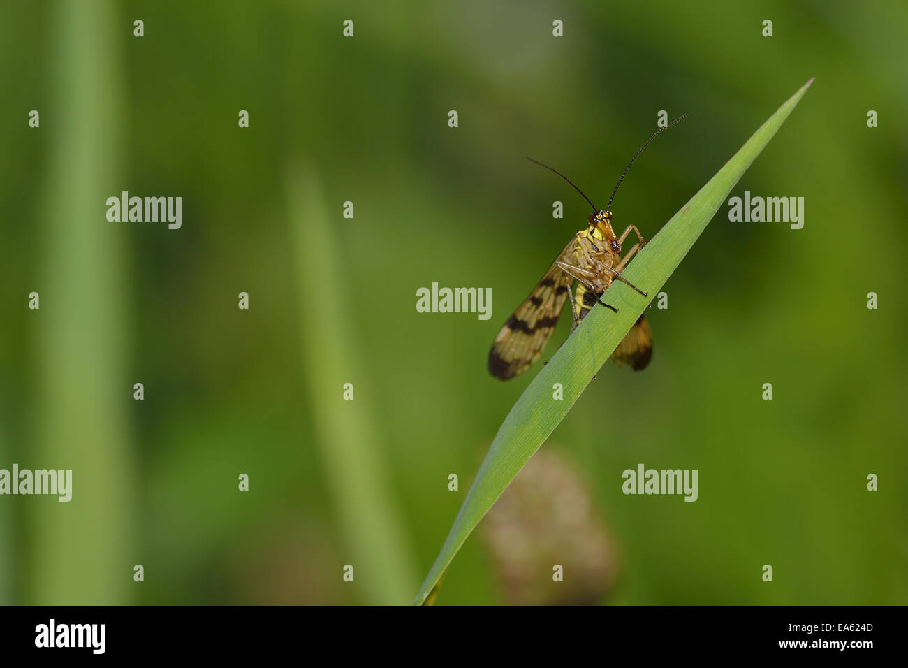 Common Scorpion Fly Stock Photo - Alamy