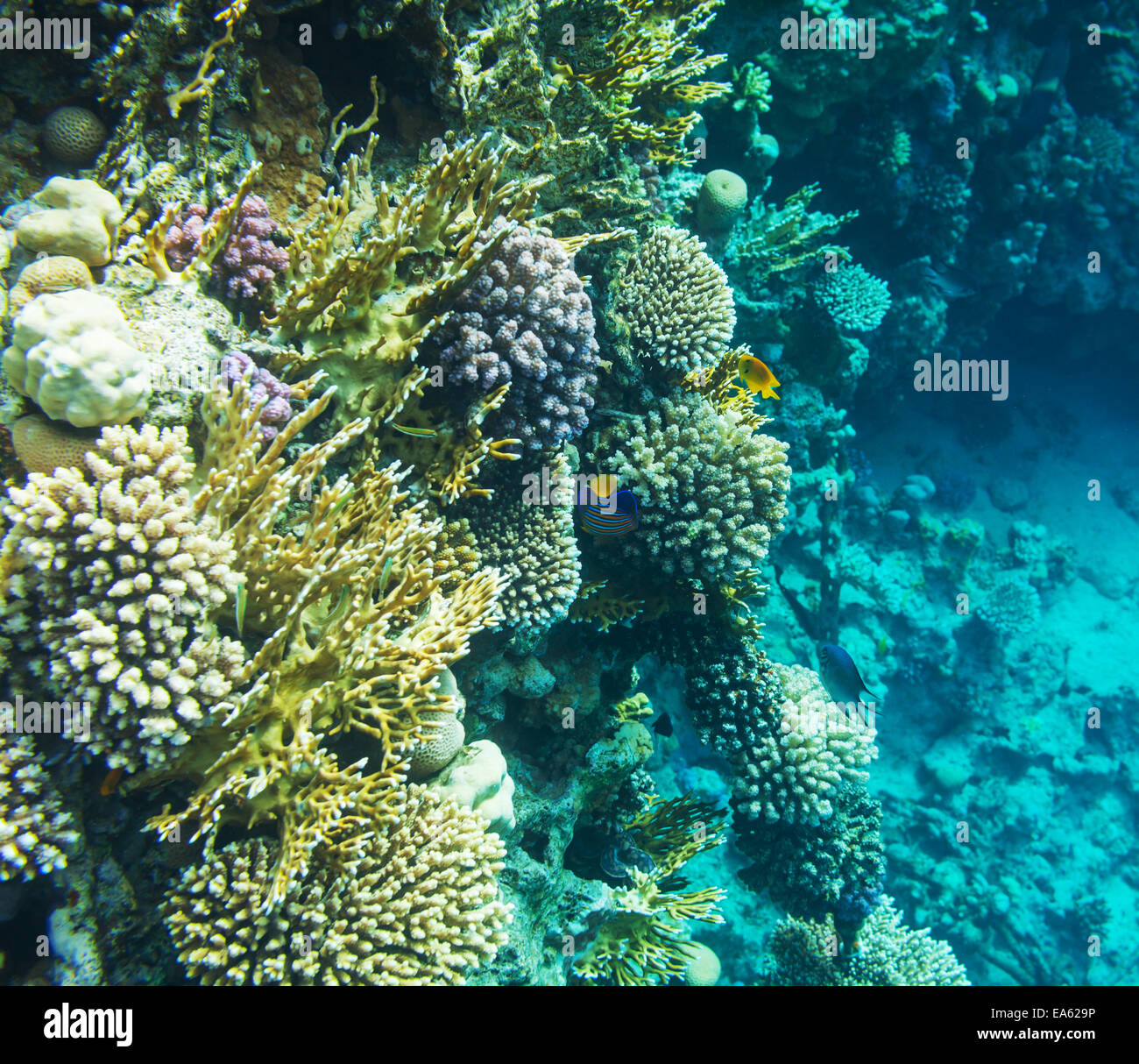 Coral reef scenes hi-res stock photography and images - Alamy